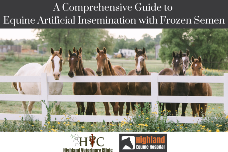 A Comprehensive Guide to Equine Artificial Insemination with Frozen Semen | Highland Veterinary ...